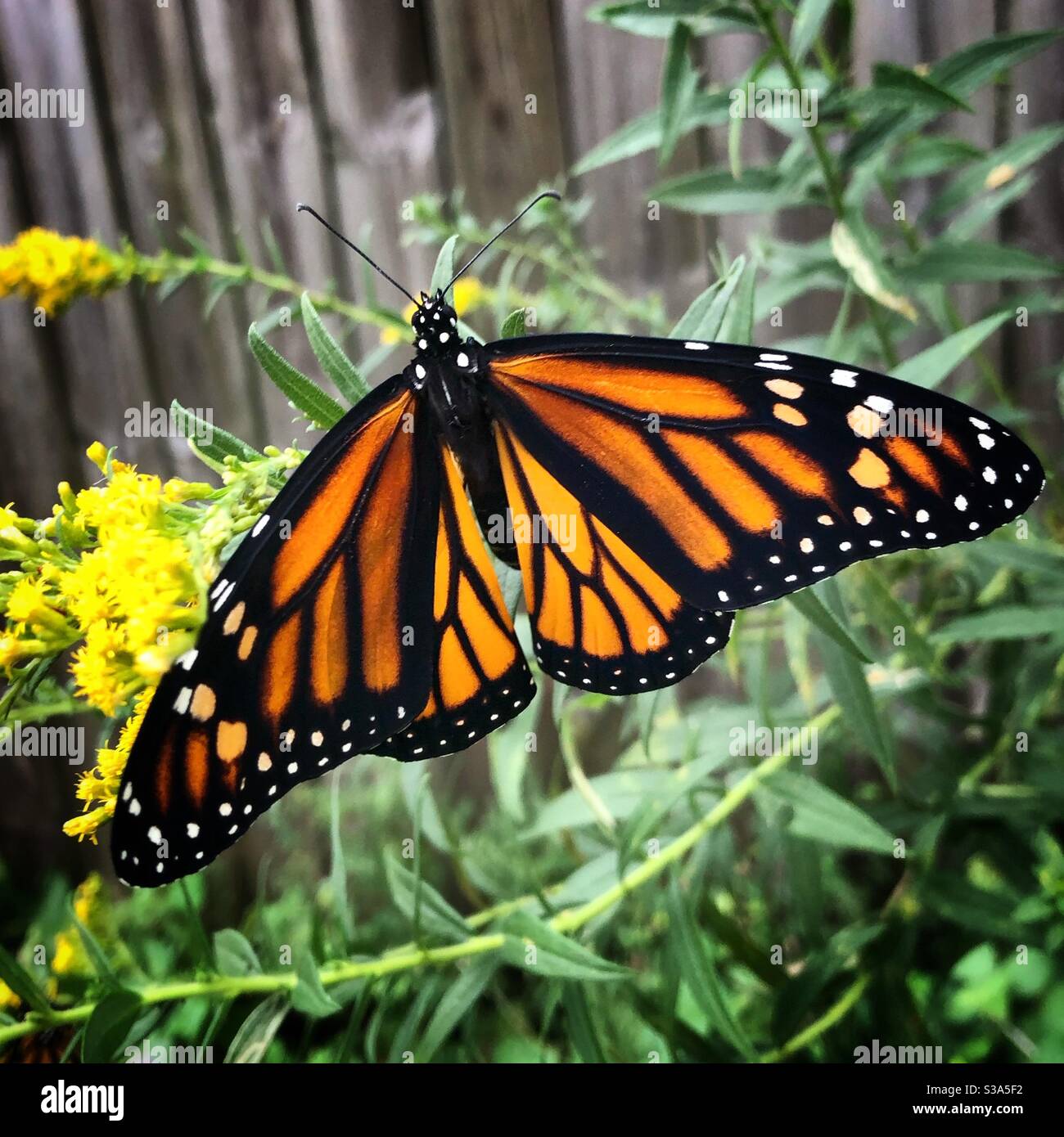 Female monarch butterflies hi-res stock photography and images - Alamy