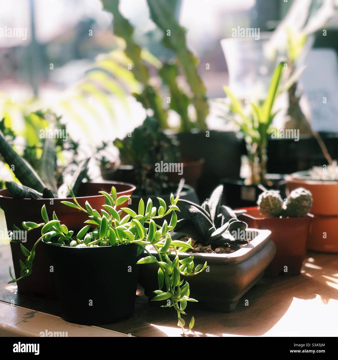 String cactus hi-res stock photography and images - Alamy