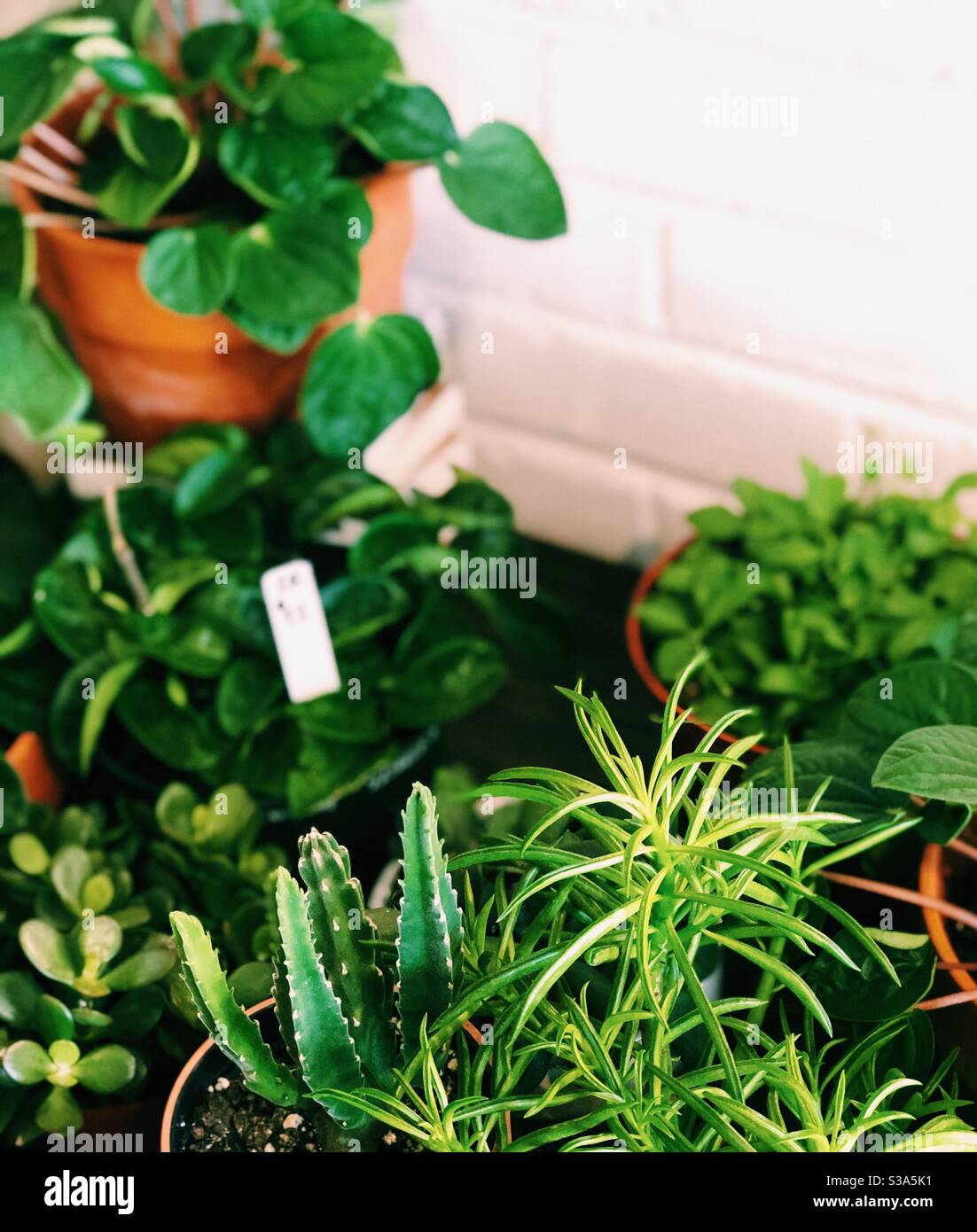 Hoya plant pot hi-res stock photography and images - Alamy