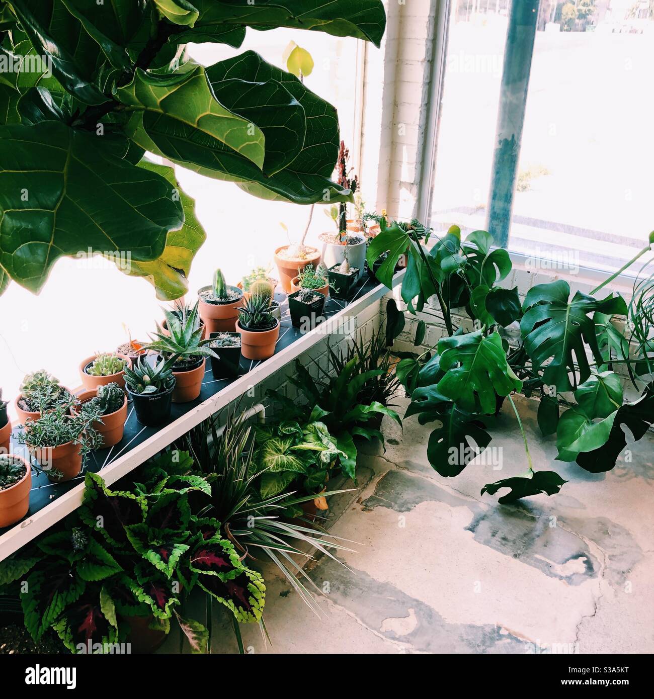 Plant store hi-res stock photography and images - Alamy