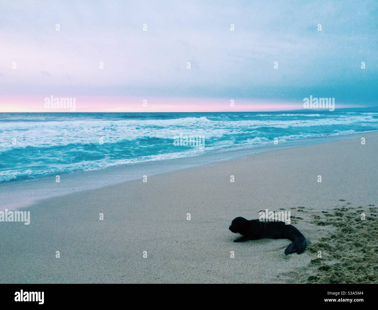 Seal on beach hi-res stock photography and images - Alamy