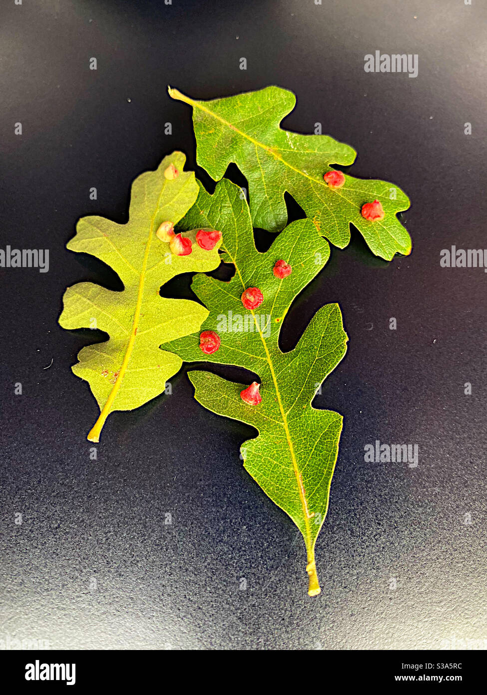Oak leaves with red galls Stock Photo - Alamy