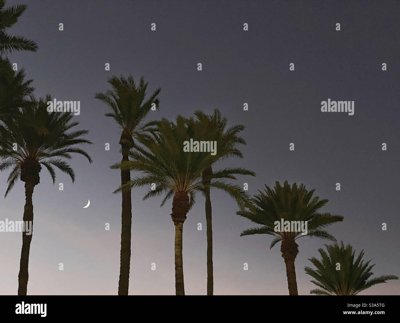 Crescent moon trees hi-res stock photography and images - Alamy