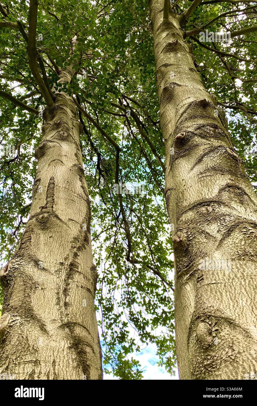 Tall trees with leaves hi-res stock photography and images - Alamy