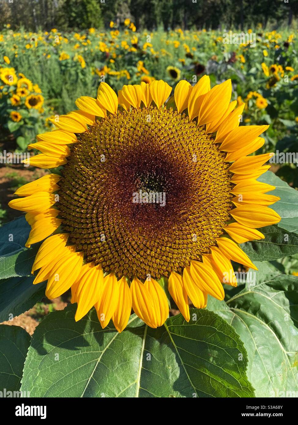 Large sunflower hi-res stock photography and images - Alamy