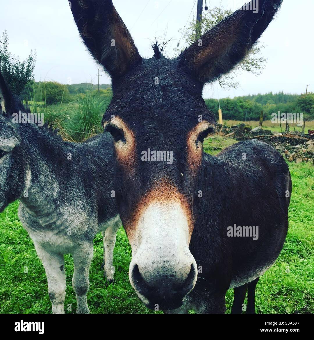 Donkey Field High Resolution Stock Photography and Images - Alamy