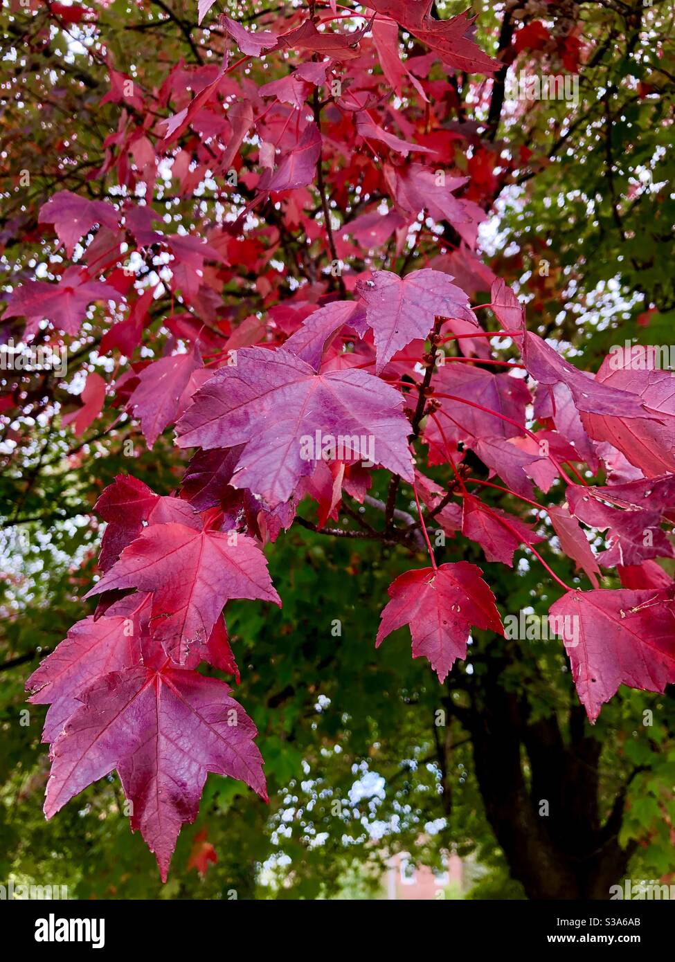 Red leaves of fall hi-res stock photography and images - Alamy