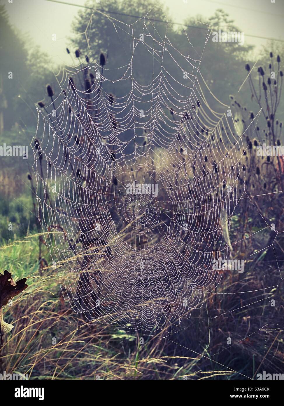 Largest Spider Web In The World