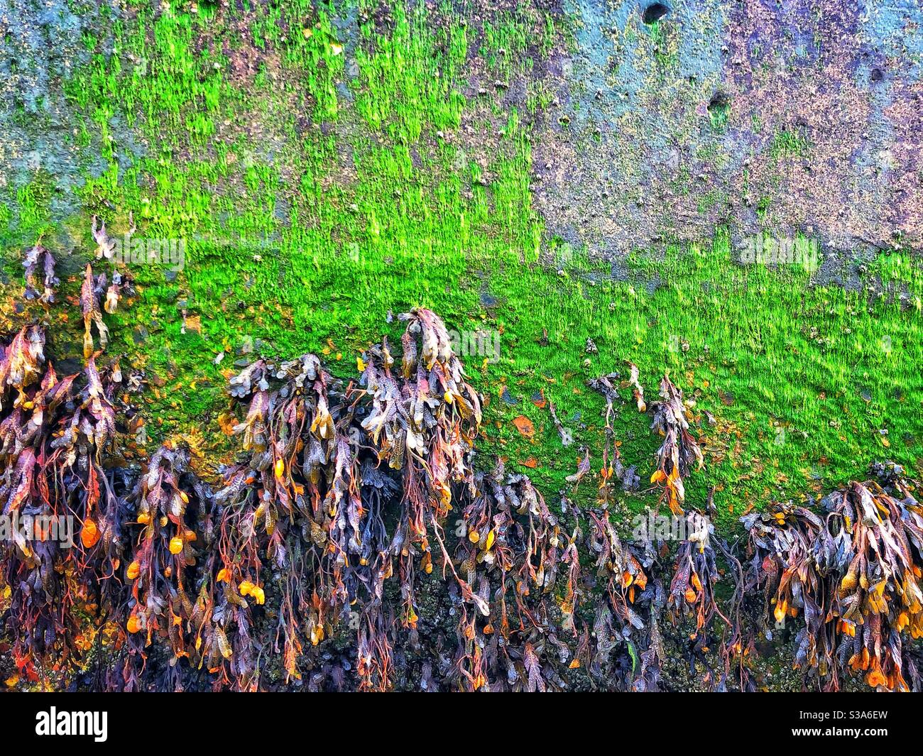 Seaweed Patterns High Resolution Stock Photography and Images - Alamy