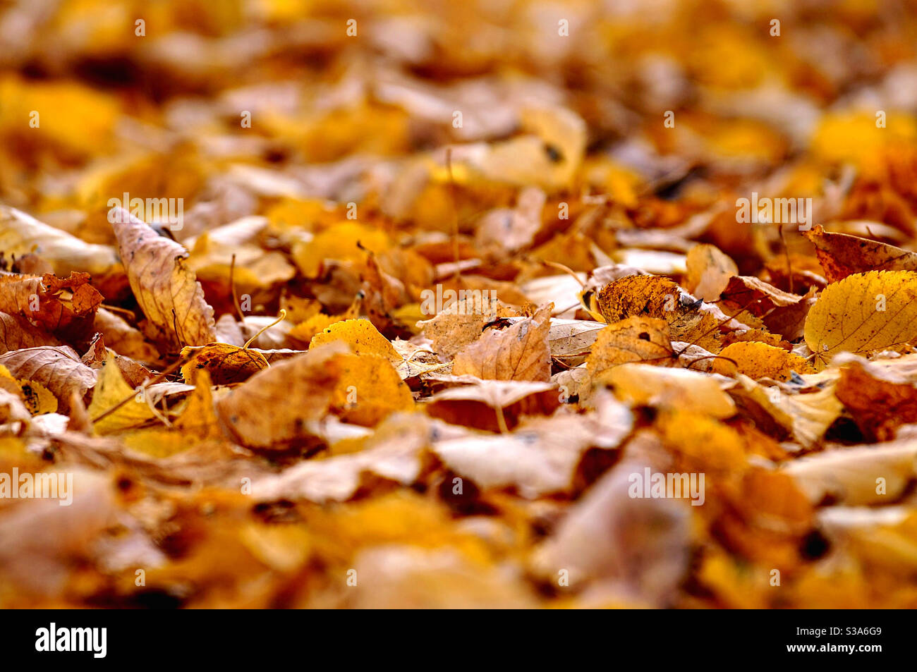 Beautiful Background of fallen yellow leaves Stock Photo - Alamy
