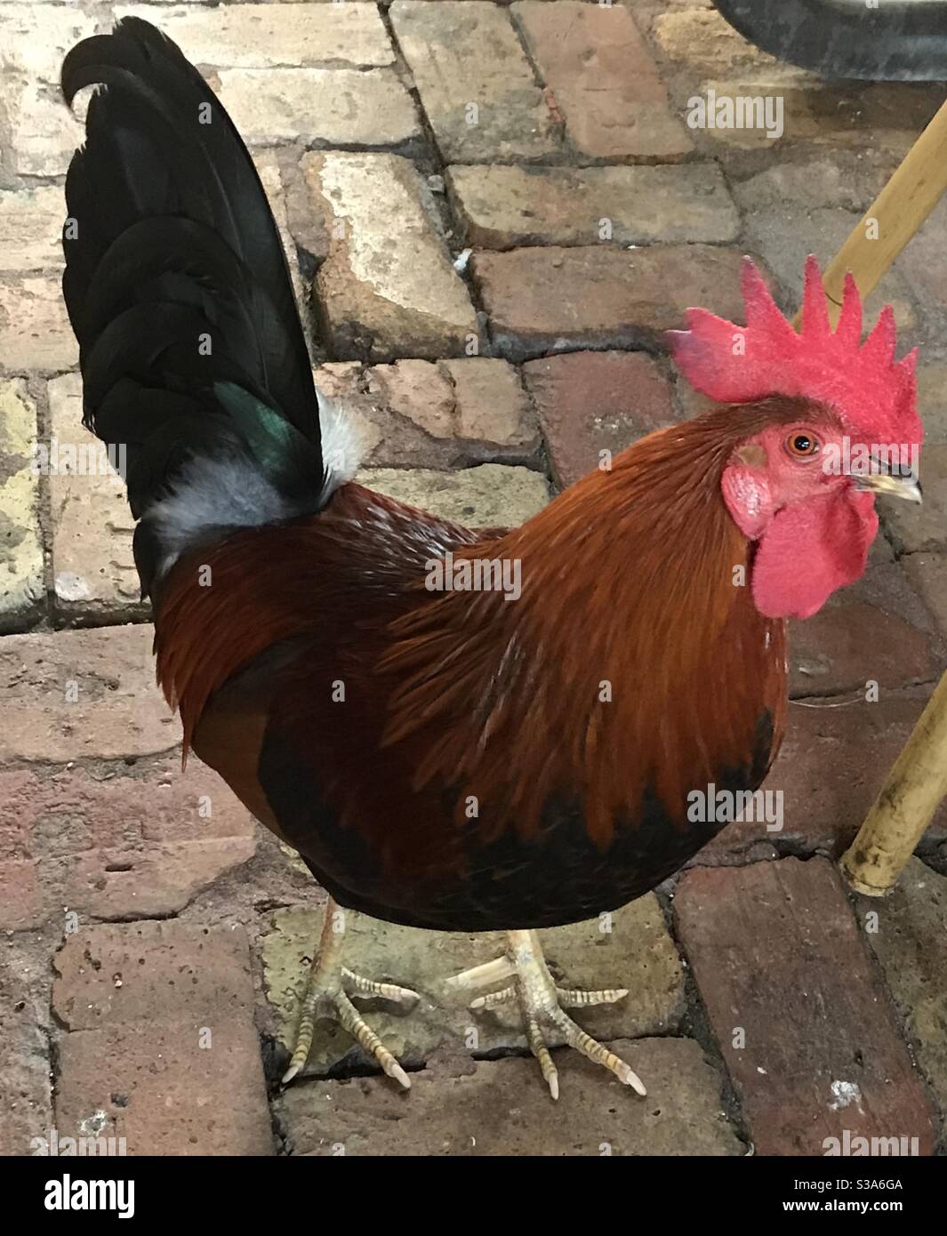 Red rooster hi-res stock photography and images - Alamy