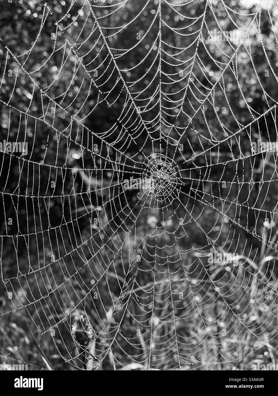 Black and white spider hi-res stock photography and images - Alamy