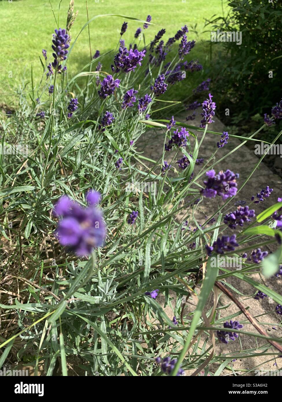 Lavender and purple flowers hi-res stock photography and images - Alamy