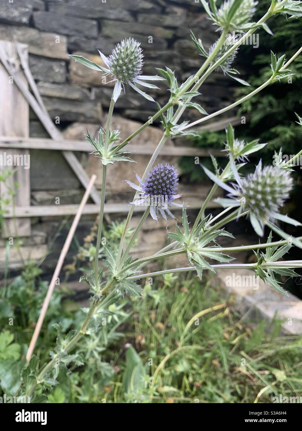 Sea thistles hi-res stock photography and images - Alamy