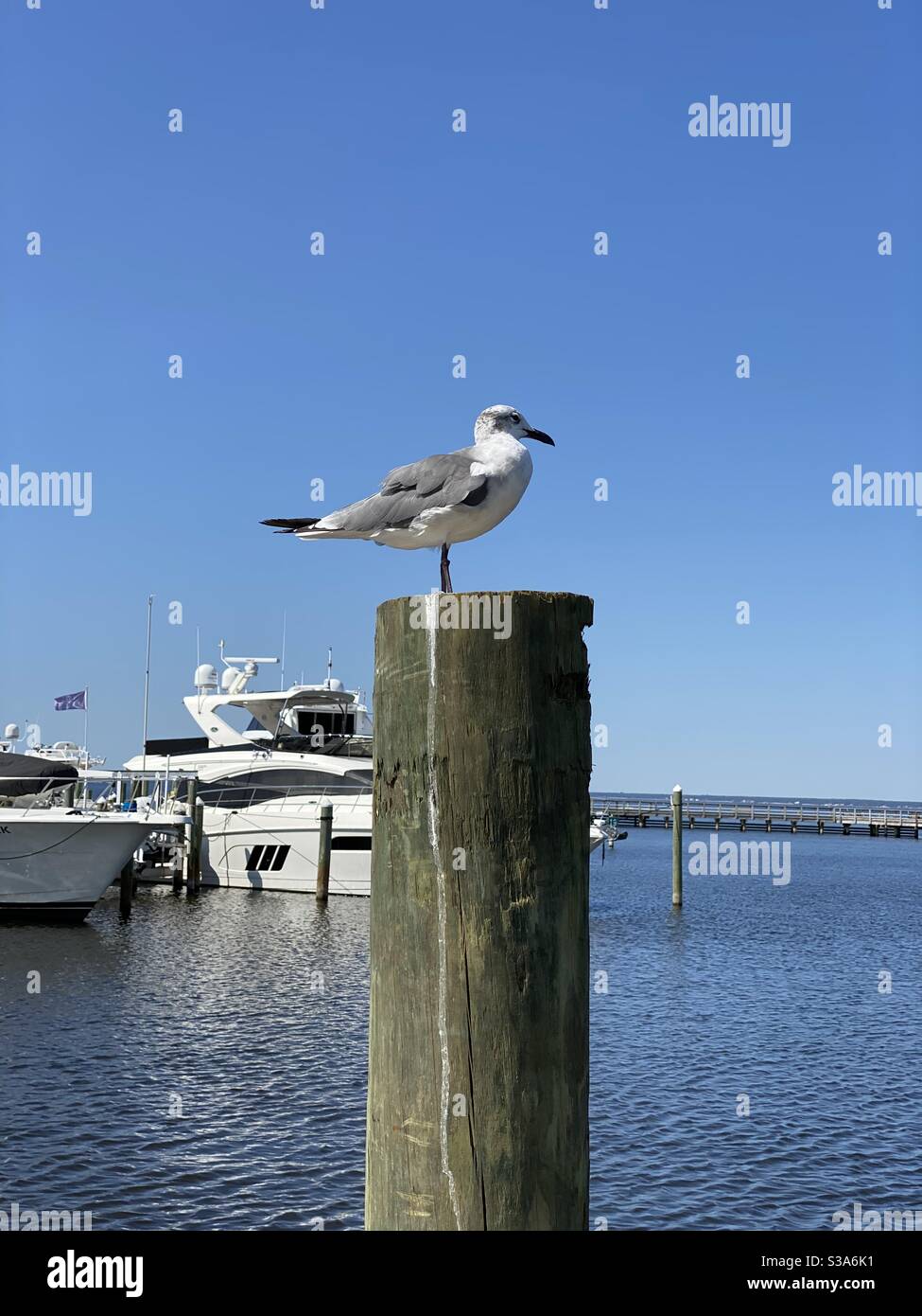 Seagull standing on a boat dock pole at boat marina Stock Photo - Alamy