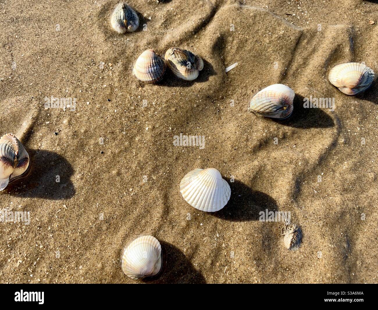 Shells on the north sea beach hi-res stock photography and images - Alamy