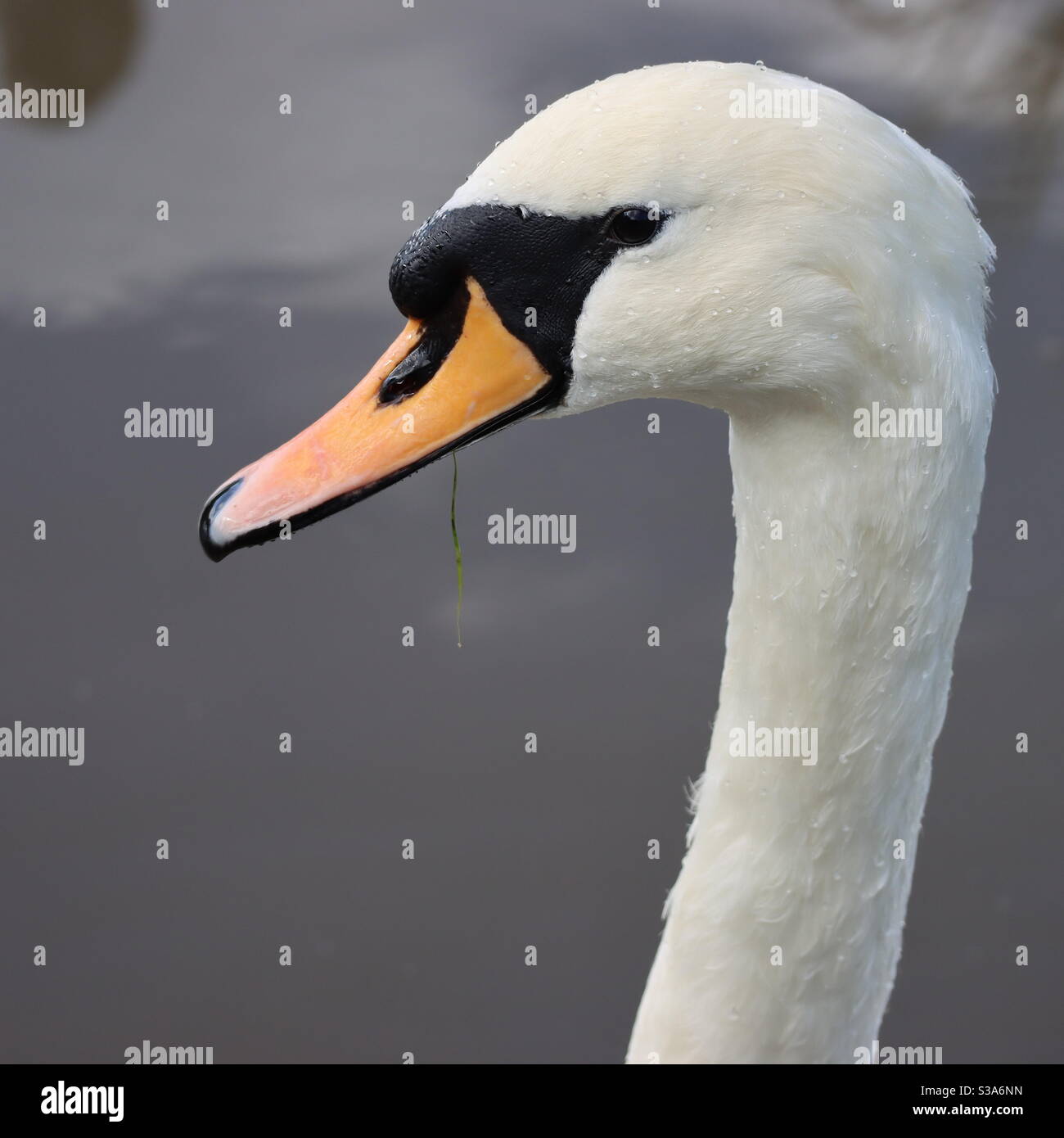 Swan portrait hi-res stock photography and images - Alamy