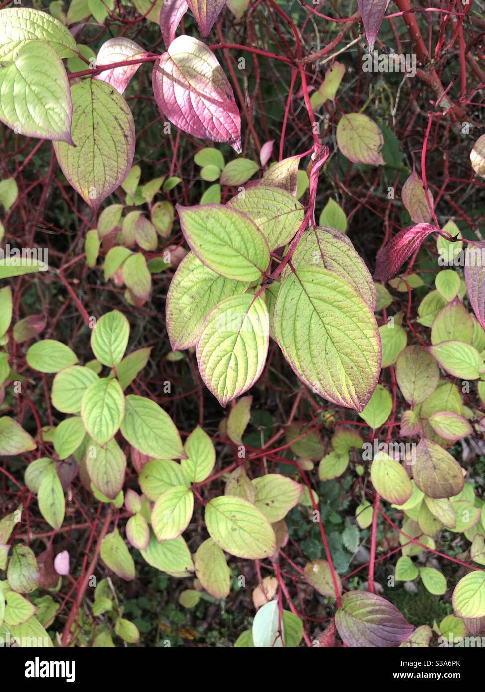 Beautiful leaves hi-res stock photography and images - Alamy