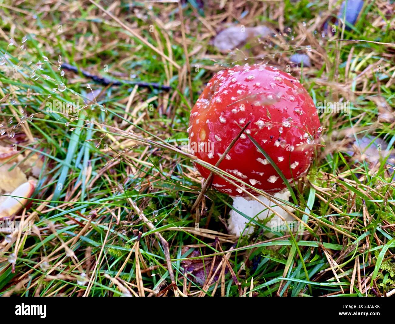 Red mushroom super mario bros hi-res stock photography and images - Alamy
