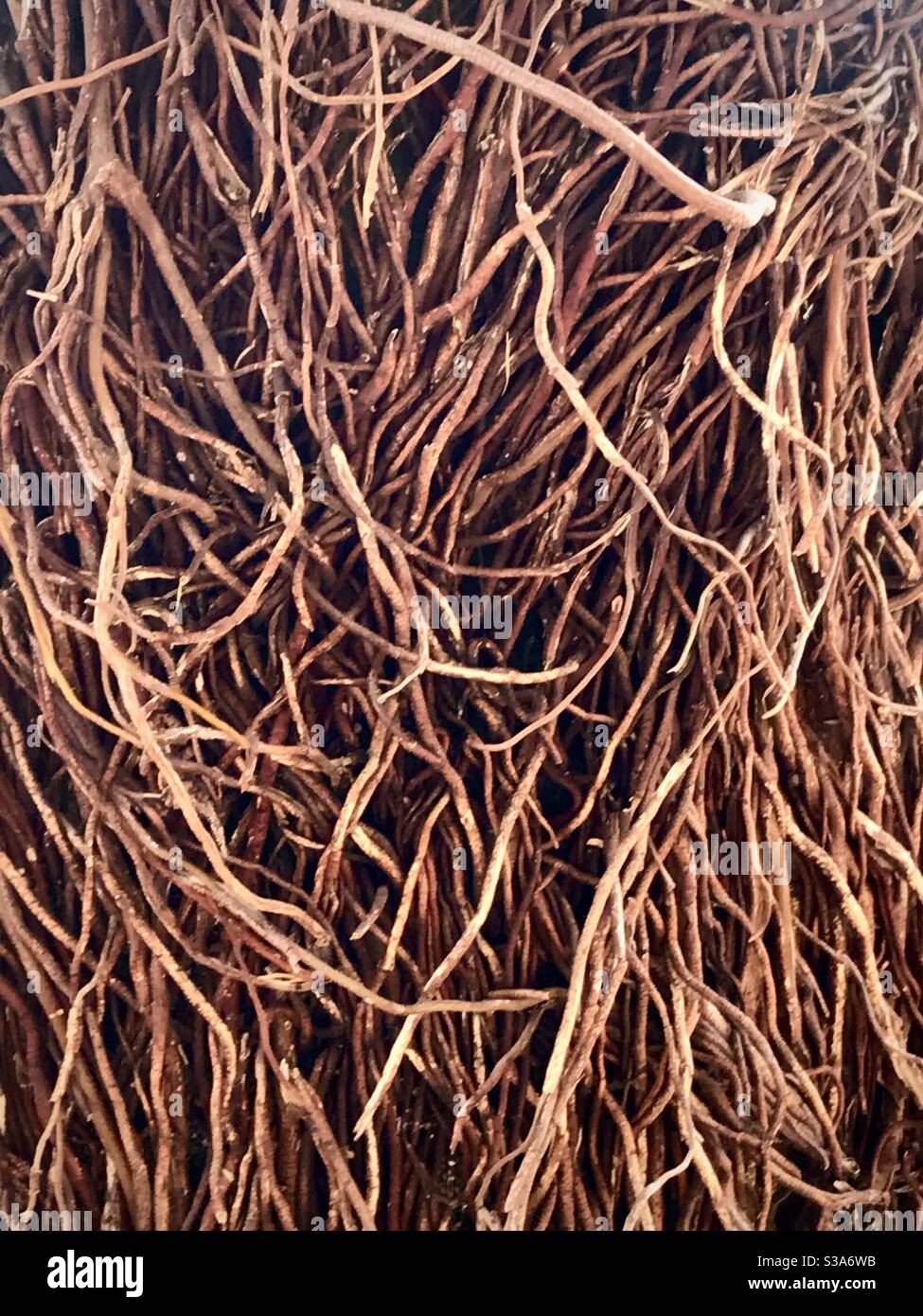 Beautiful roots hi-res stock photography and images - Alamy