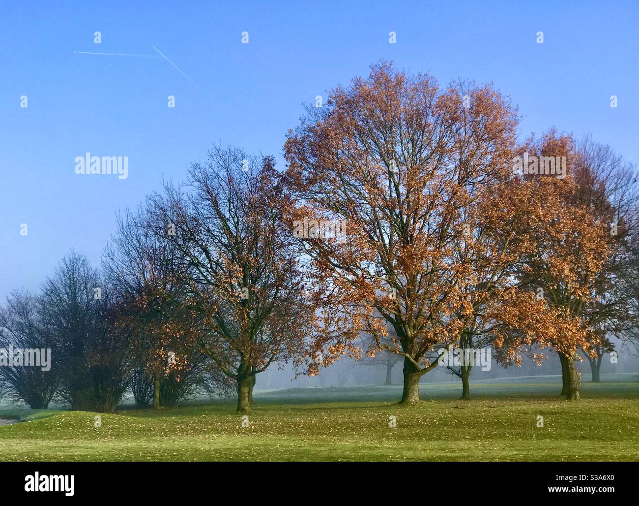 Golden tree hi-res stock photography and images - Alamy
