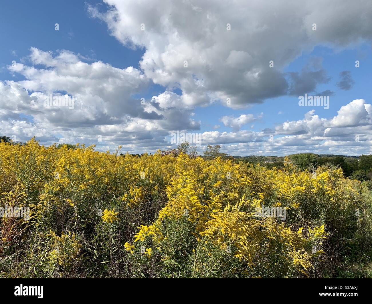 Goldenrod field hi-res stock photography and images - Alamy