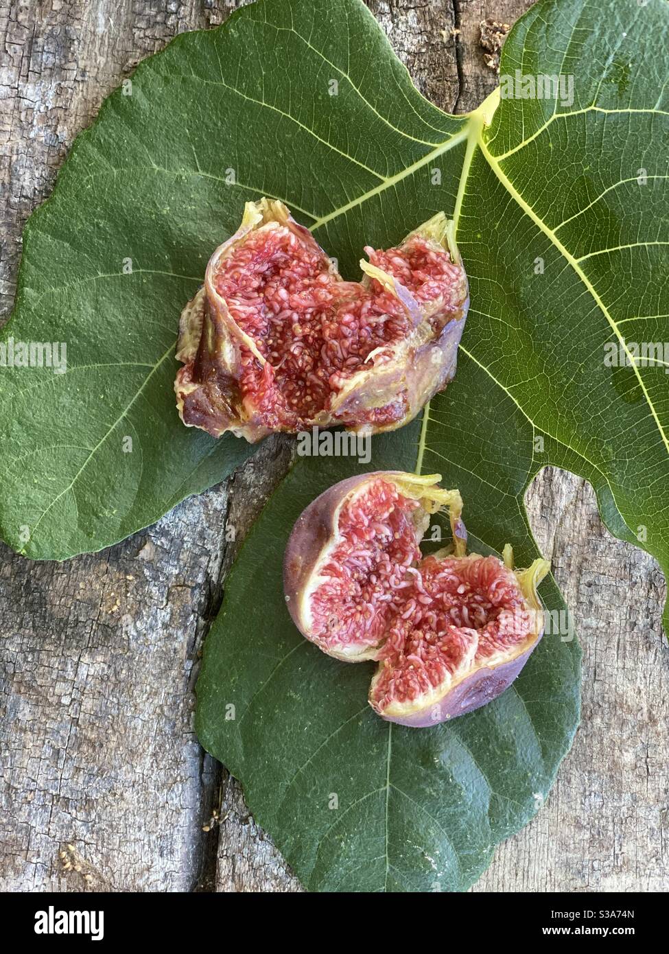 Fig leaf hi-res stock photography and images - Alamy