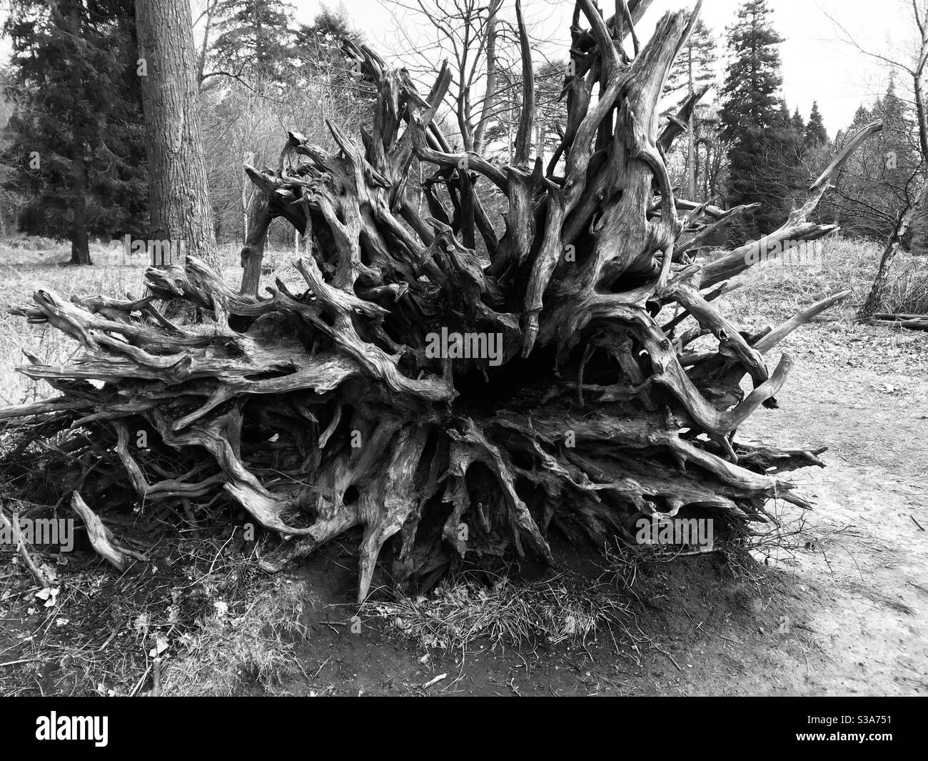 Tree root black and white hi-res stock photography and images - Alamy