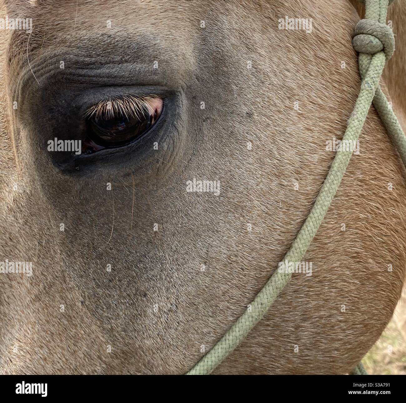 Eye details hi-res stock photography and images - Alamy