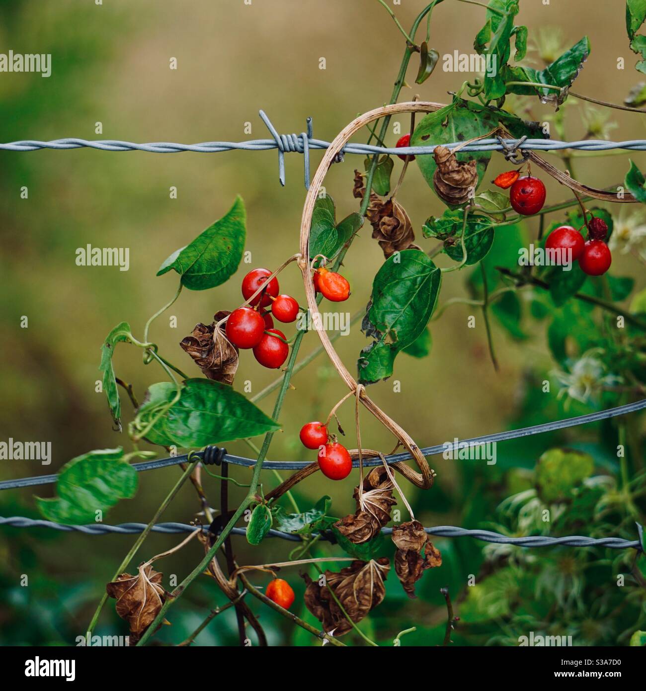 plants on the barbed wire fence Stock Photo - Alamy