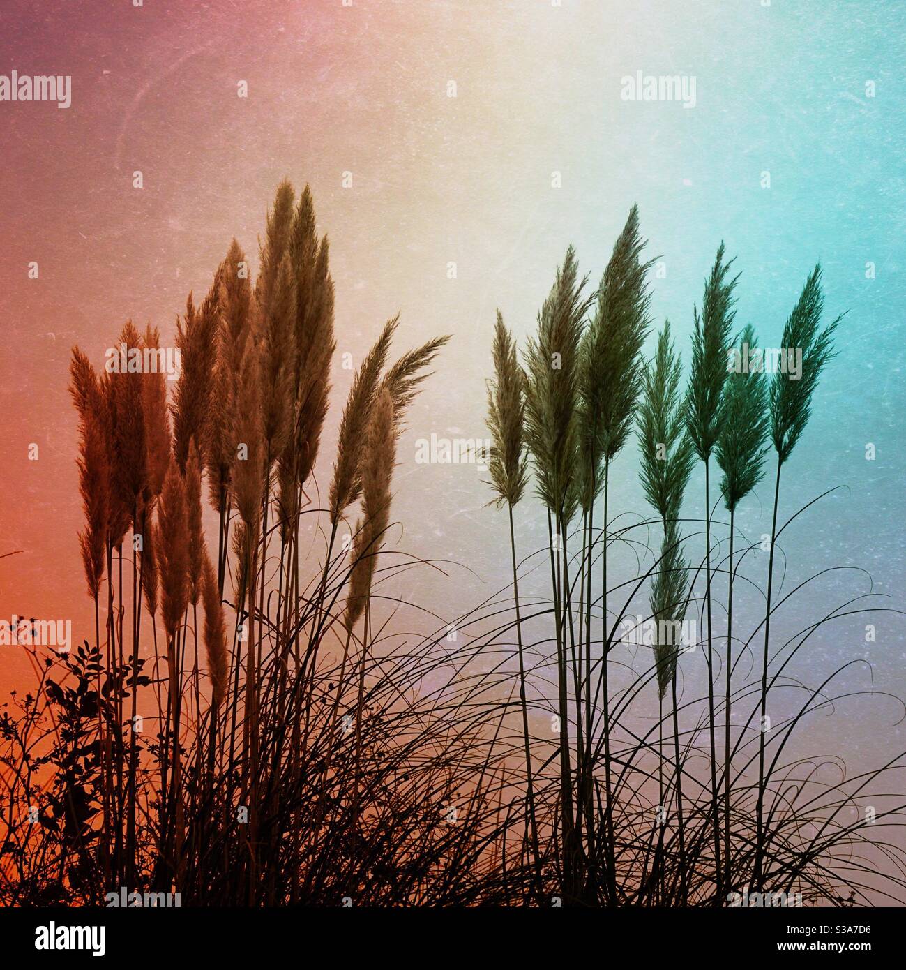 All season flower plants hi-res stock photography and images - Alamy