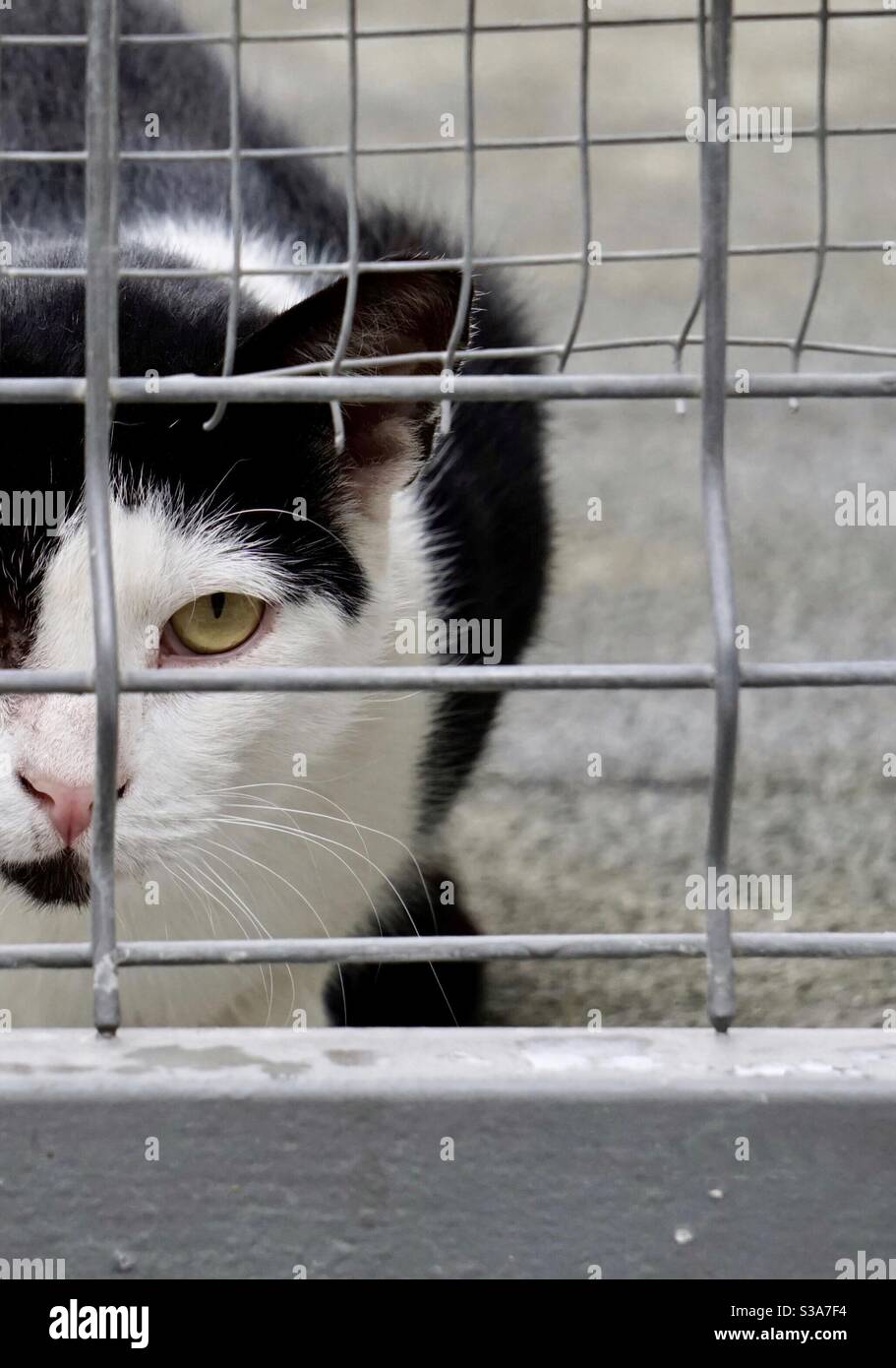 Beautiful stray cat hi-res stock photography and images - Alamy