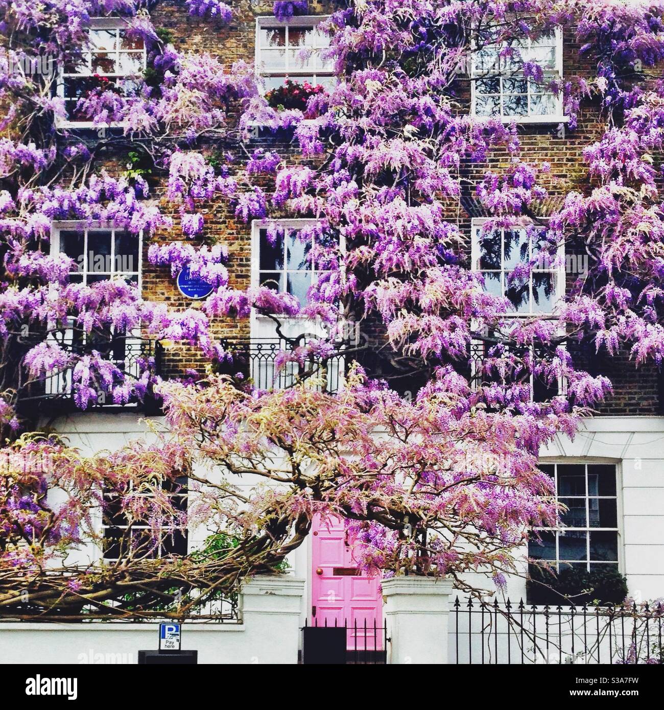Wisteria on building hi-res stock photography and images - Alamy