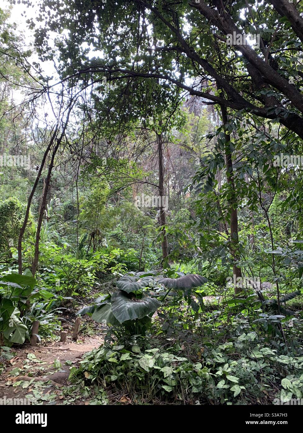 Africa jungle hi-res stock photography and images - Alamy