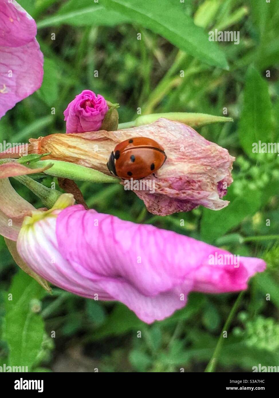 Dead ladybug hi-res stock photography and images - Alamy