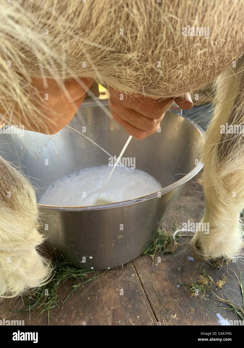 Milk Goats High Resolution Stock Photography and Images - Alamy
