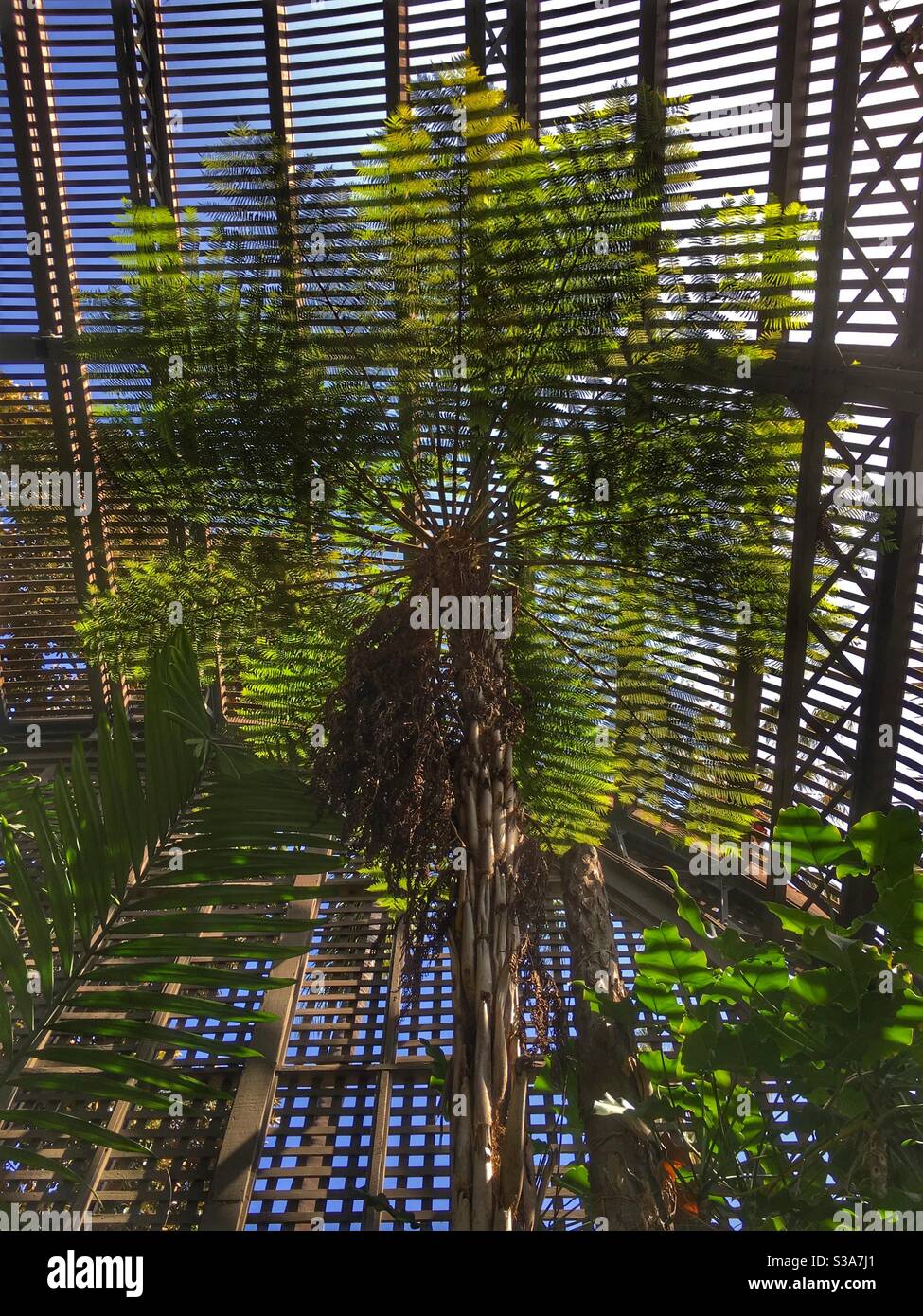 Balboa tree hi-res stock photography and images - Alamy