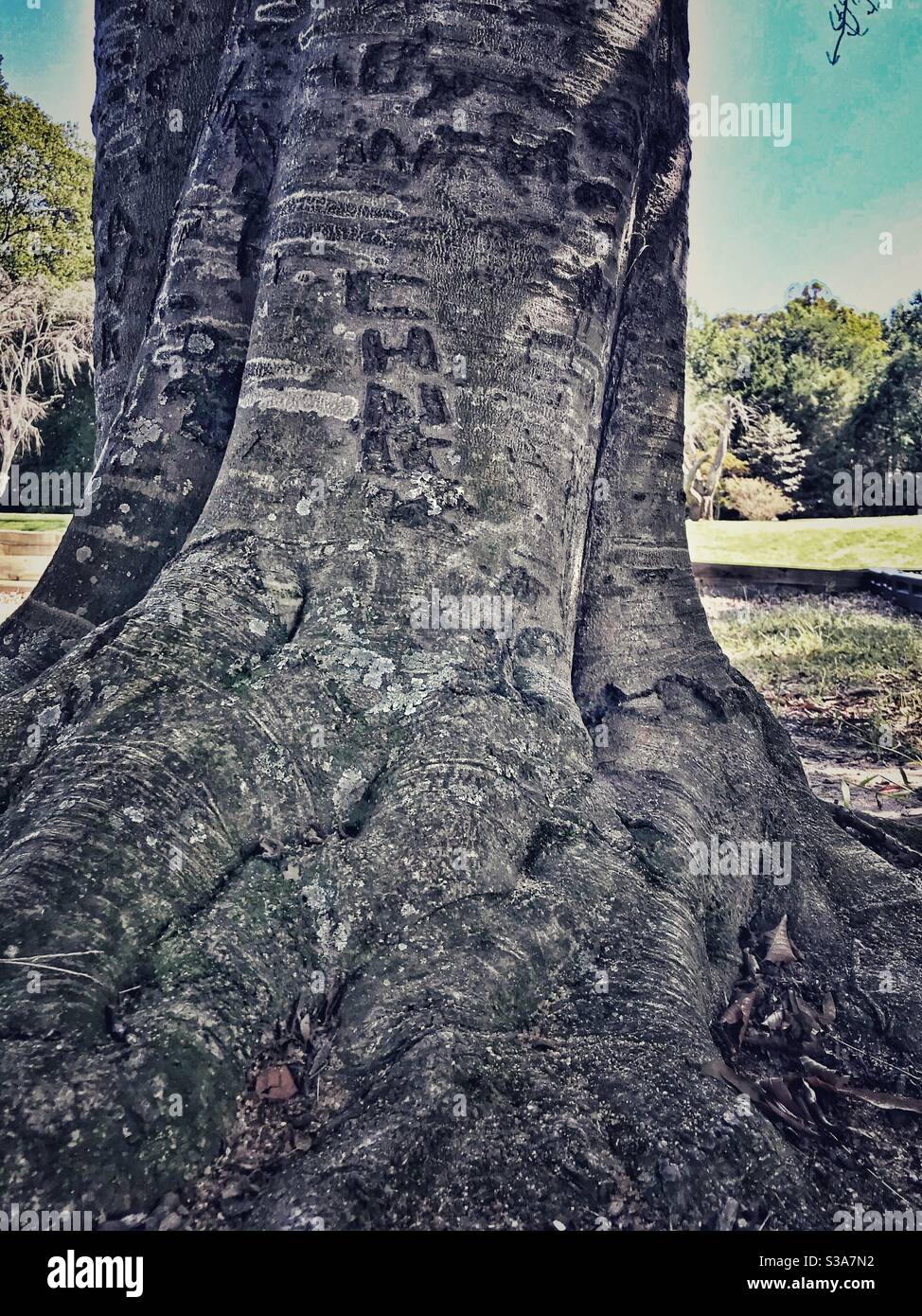 Vandalized tree roots in North Carolina park Stock Photo - Alamy