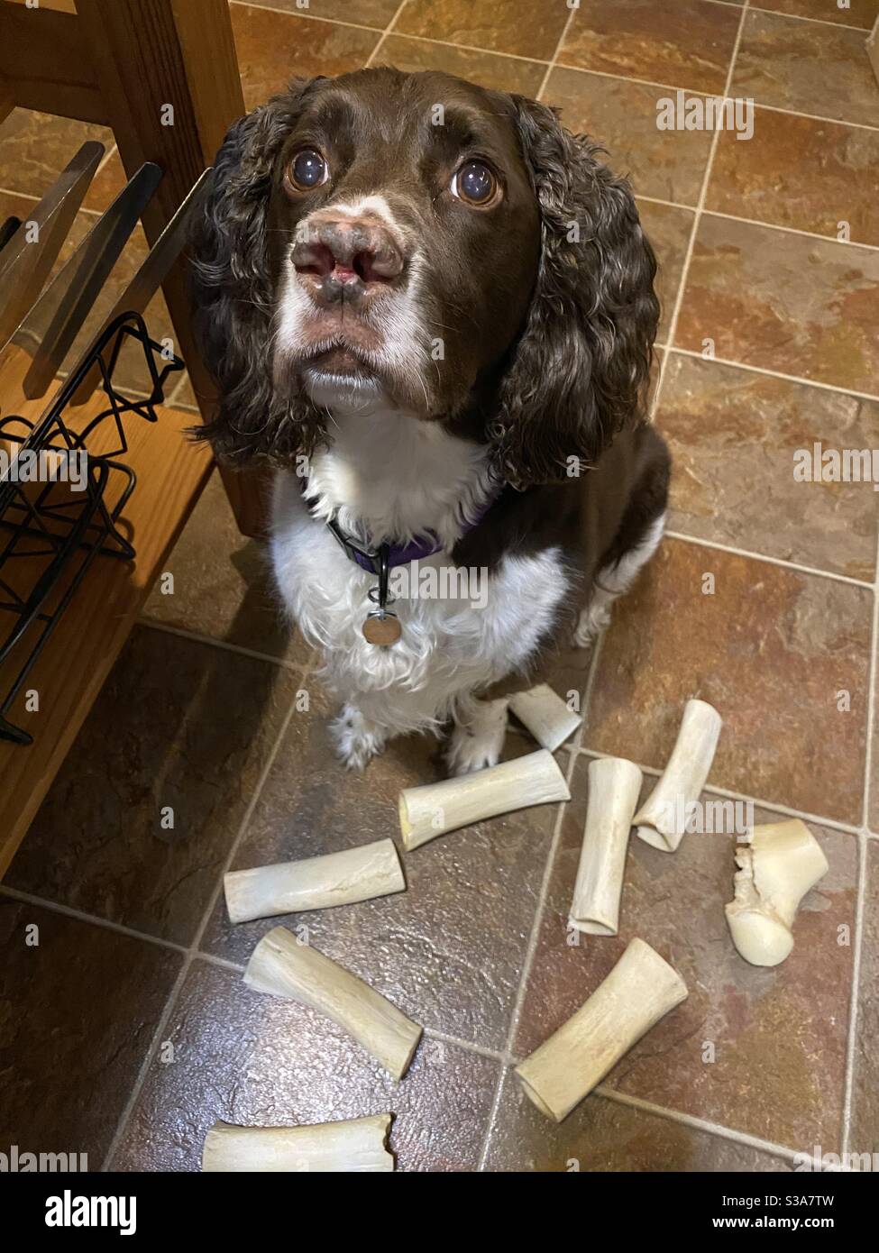 Are Bones Safe For English Springer Spaniel Puppies