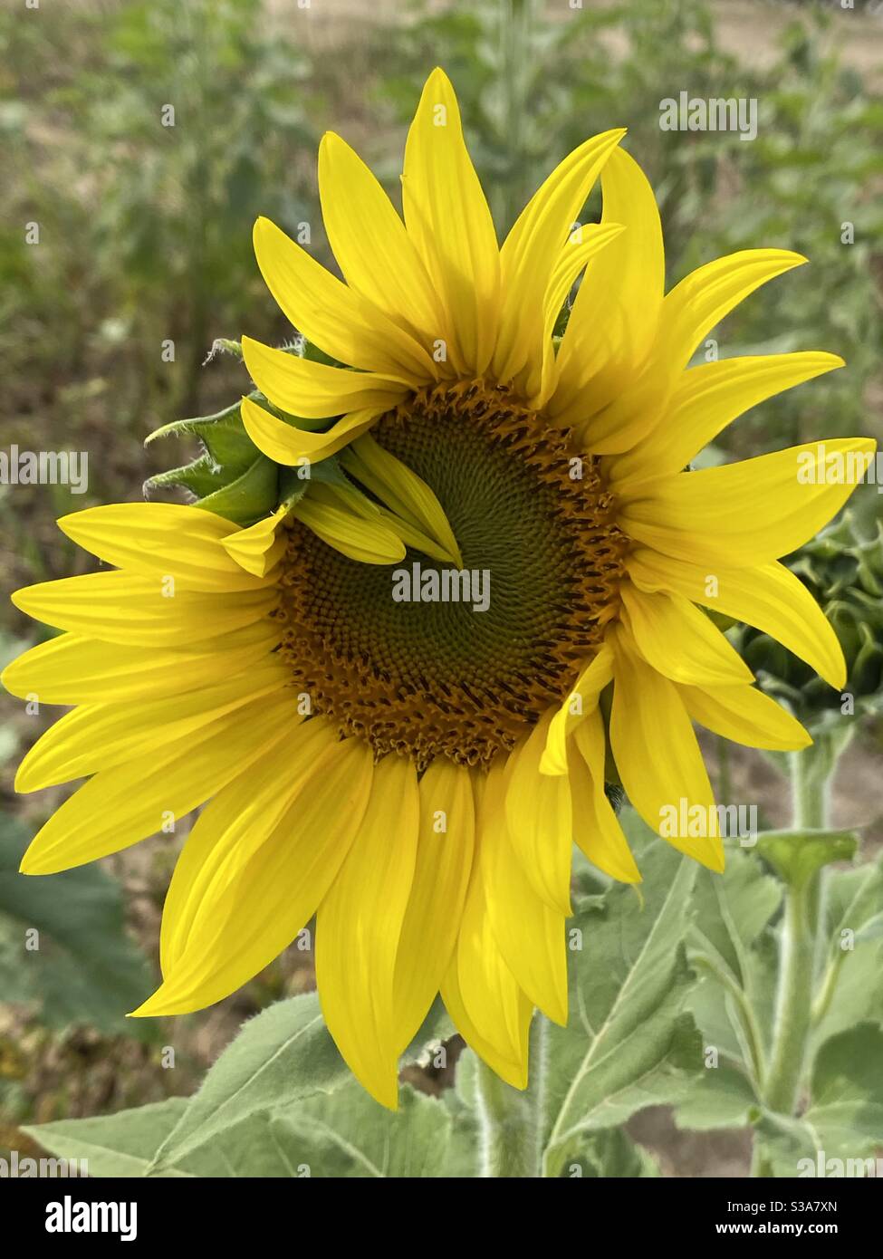 Sunflower with unique design to the petals Stock Photo - Alamy