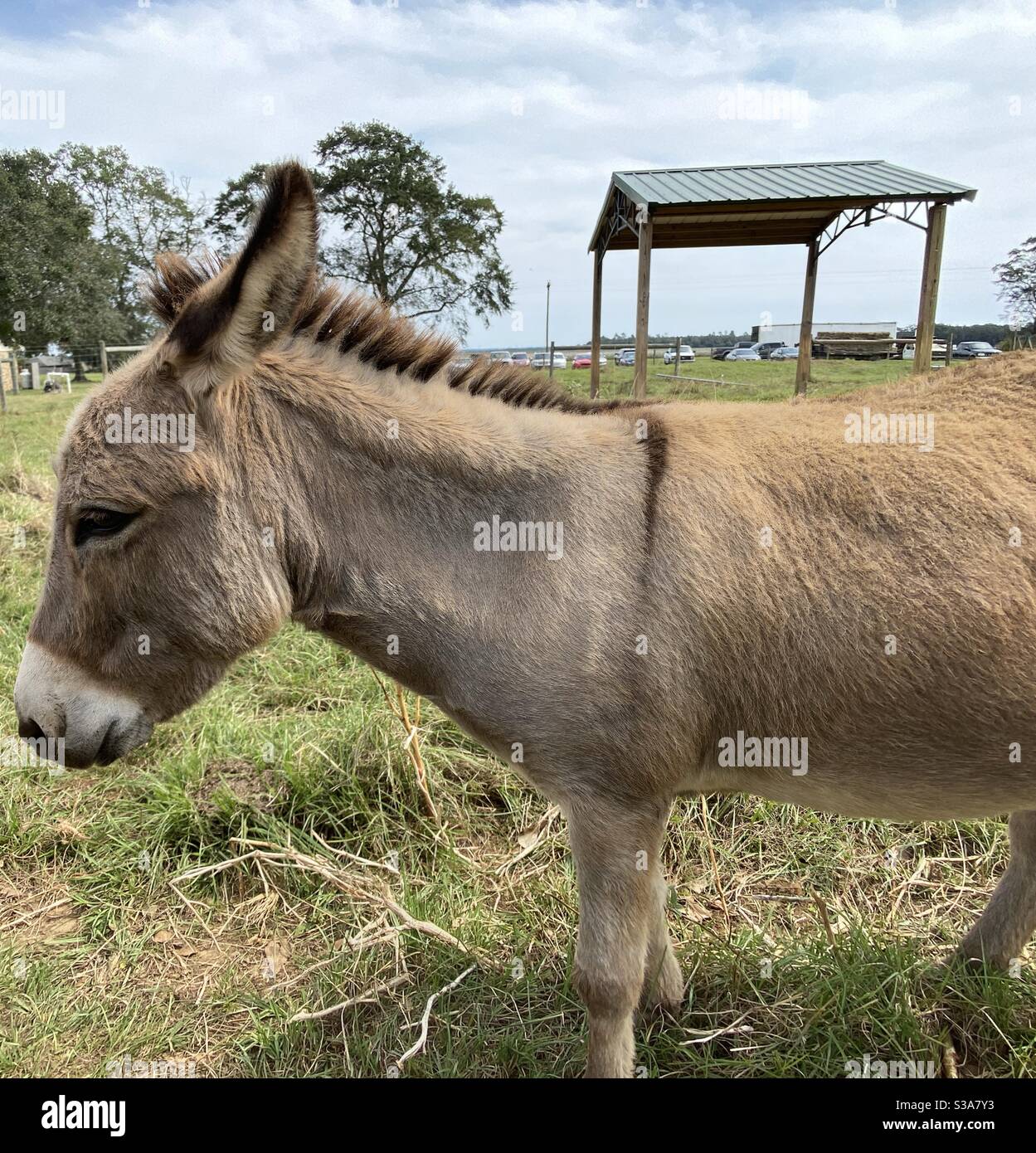 Donkey on farm hi-res stock photography and images - Alamy