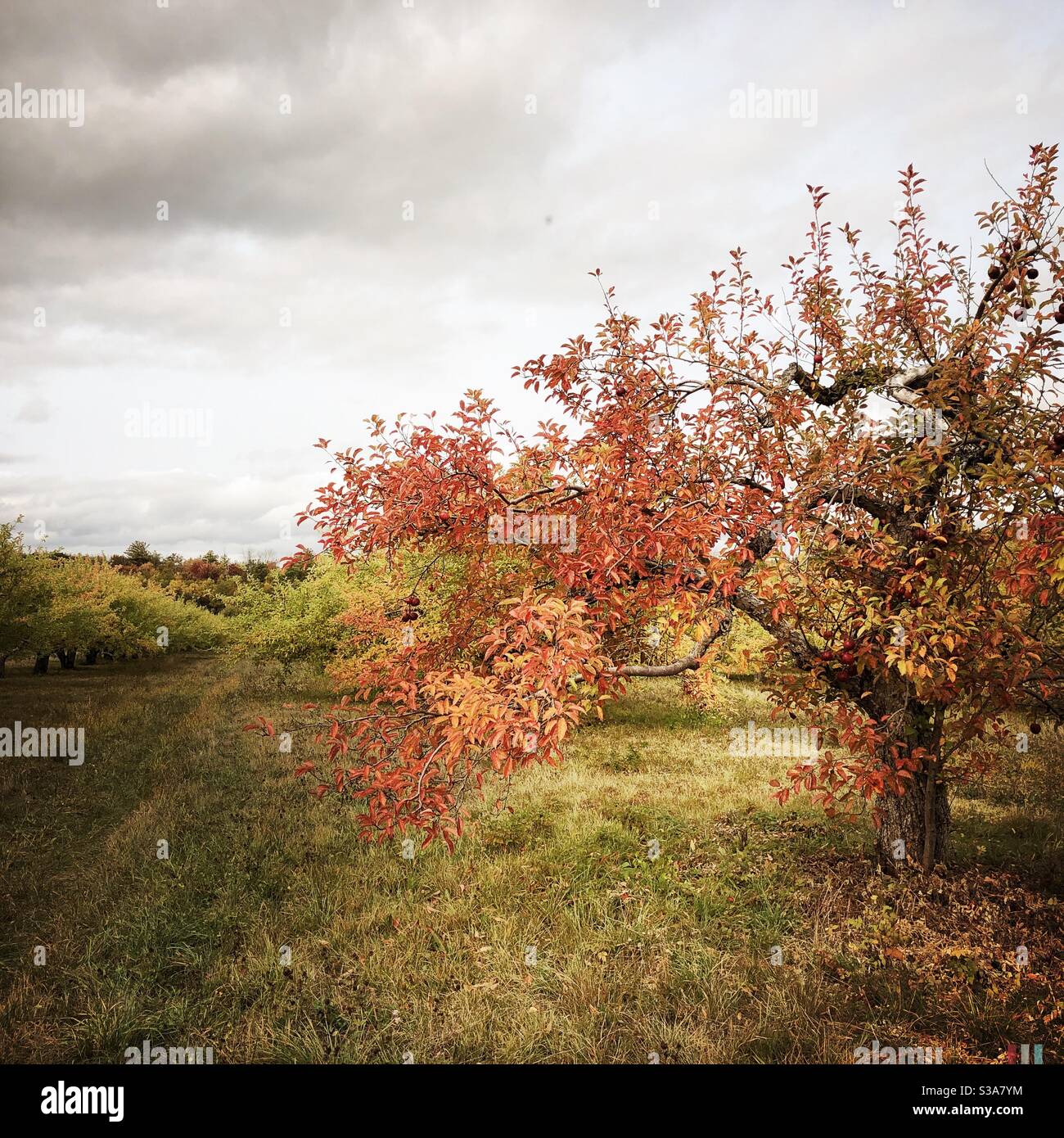 Leaves turning on an apple tree in autumn Stock Photo - Alamy