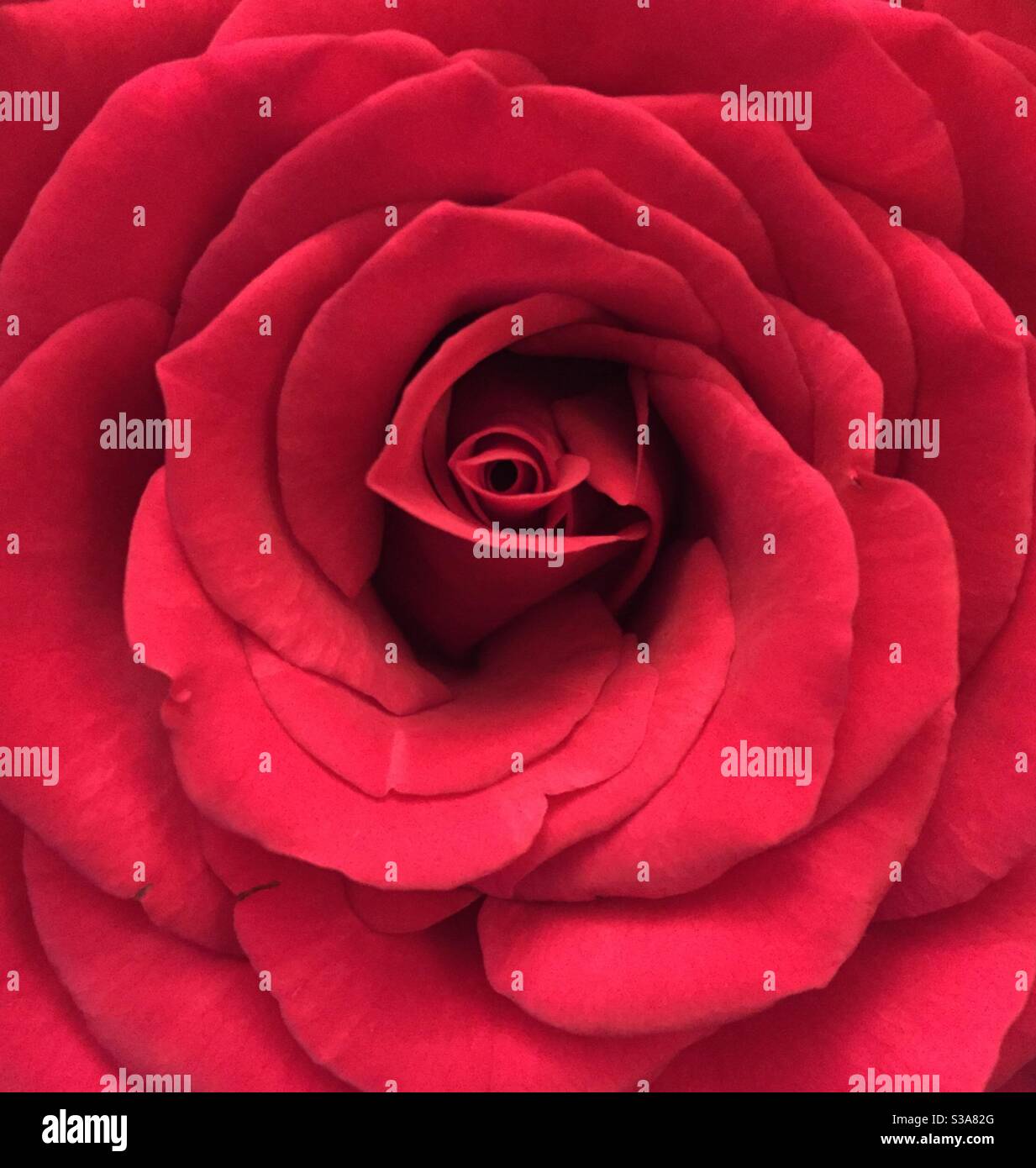 Rose swirl hi-res stock photography and images - Alamy
