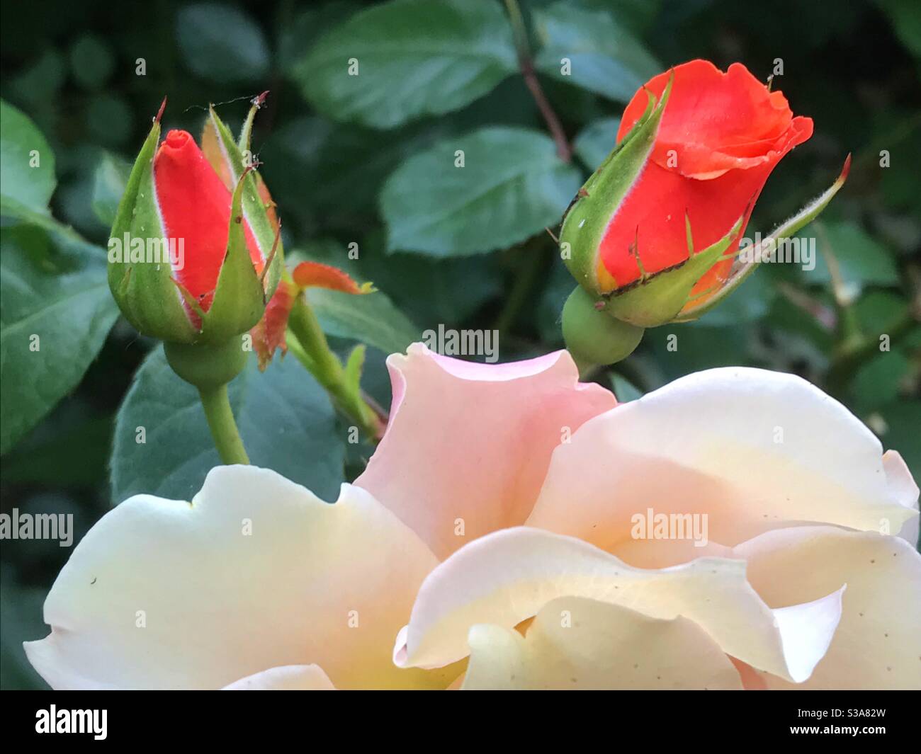 Buds flowering hi-res stock photography and images - Alamy
