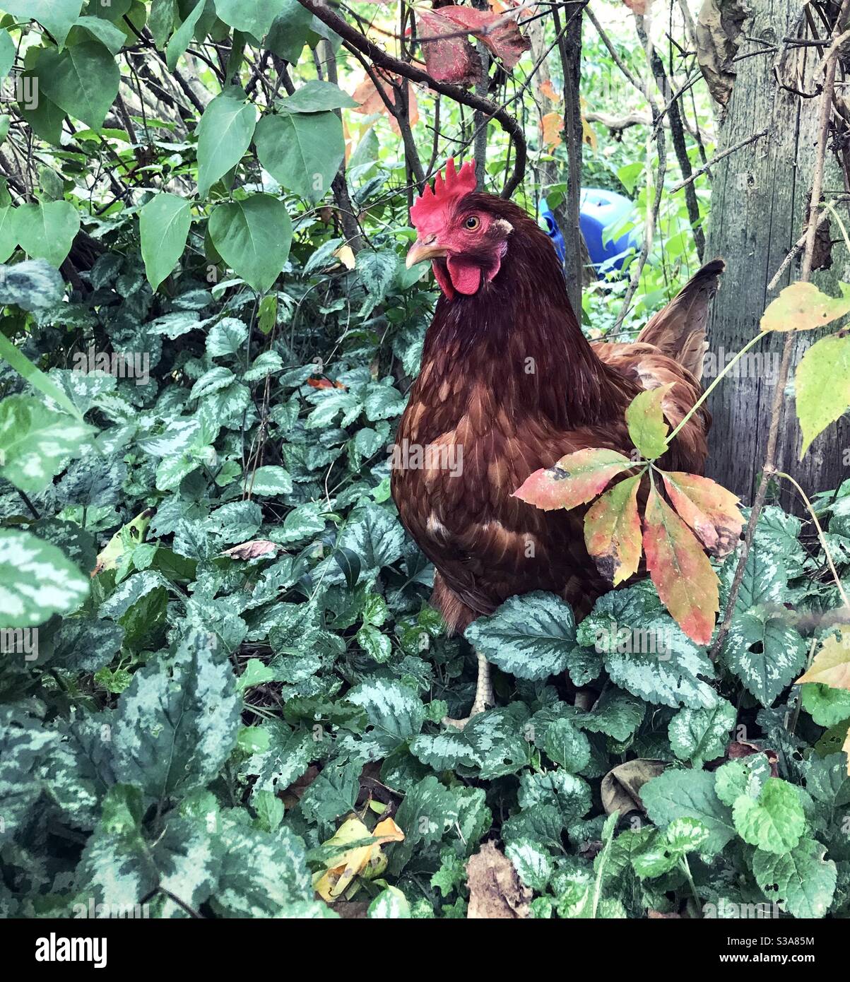 Penny henny hi-res stock photography and images - Alamy