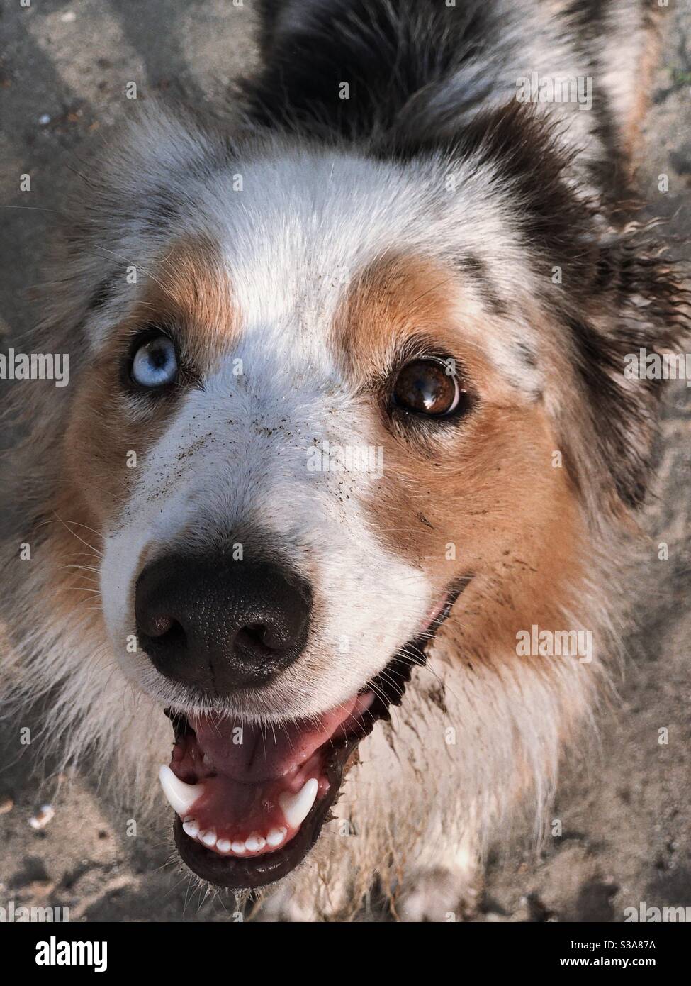 Smiling dog hi-res stock photography and images - Alamy