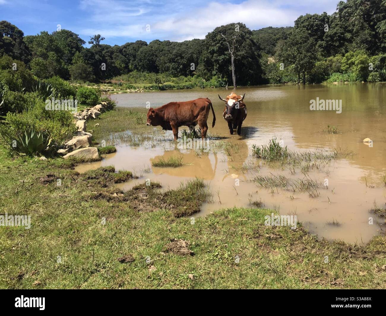 Toro suizo hi-res stock photography and images - Alamy