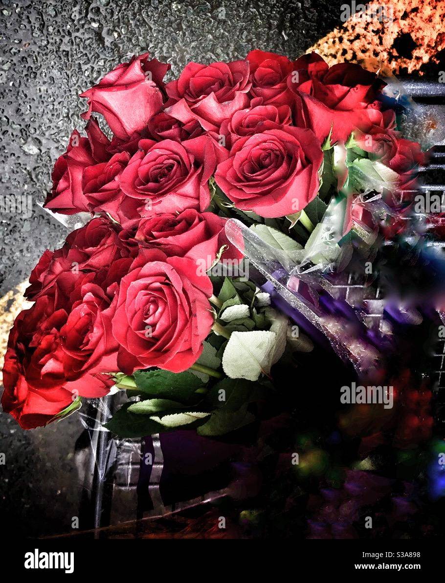 Ground roses hi-res stock photography and images - Alamy