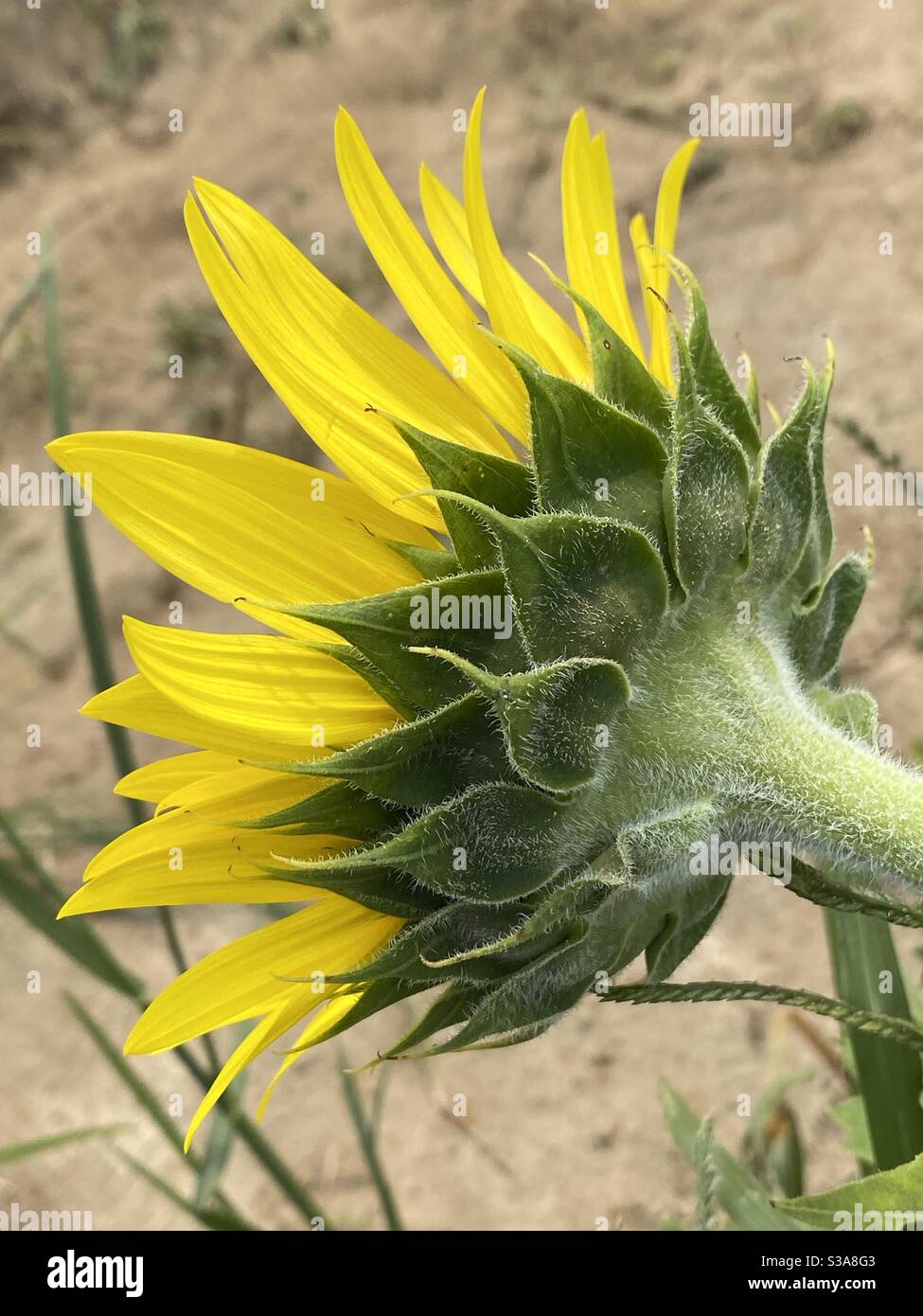 Underside of the fuzzy textures of a sunflower in bloom Stock Photo - Alamy
