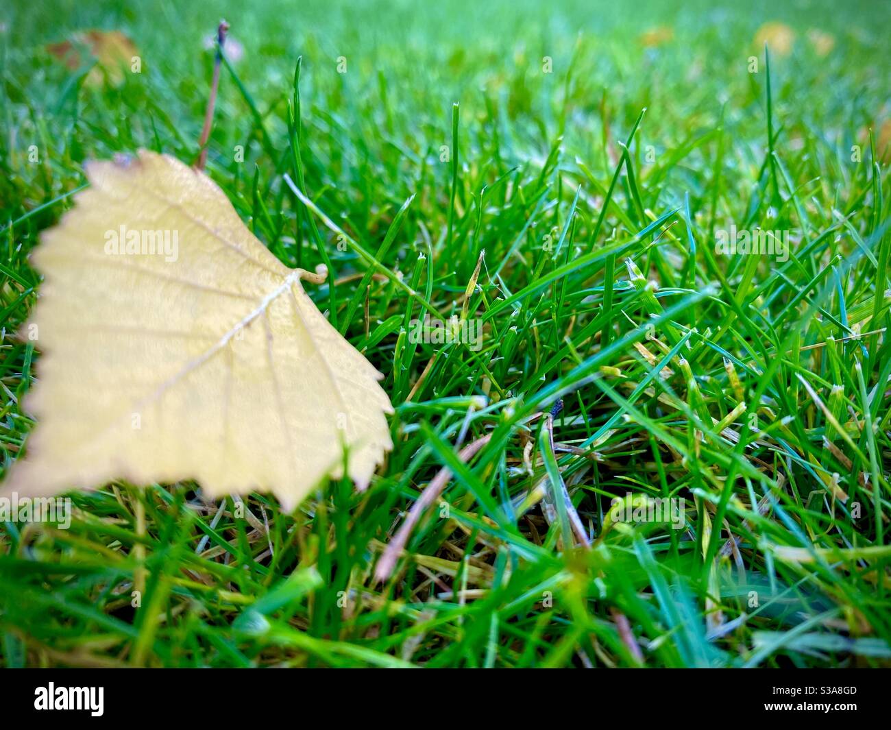 Leaf on grass Stock Photo - Alamy